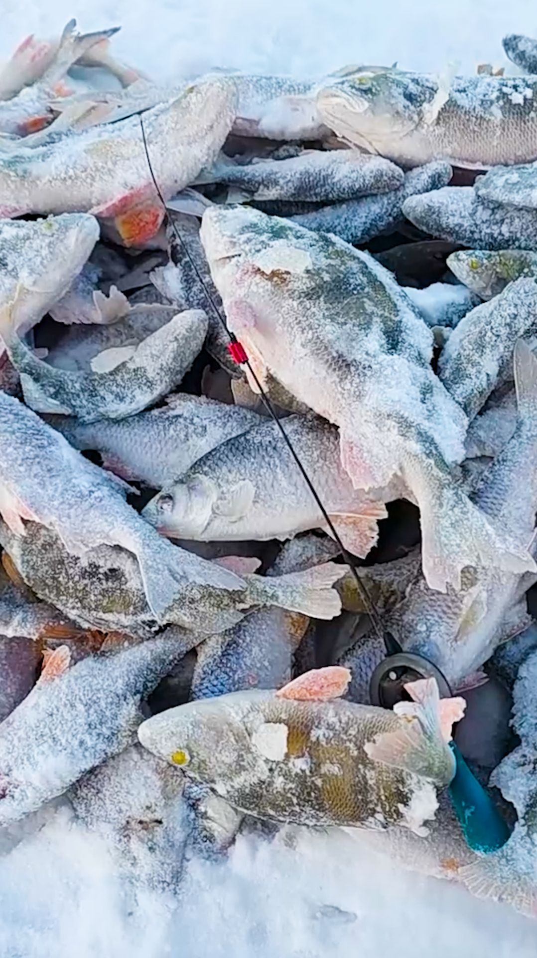 Зимняя рыбалка на безмотылку