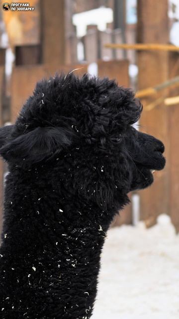 Альпака (подруга Дантеса) что-то жует. Новосибирский зоопарк