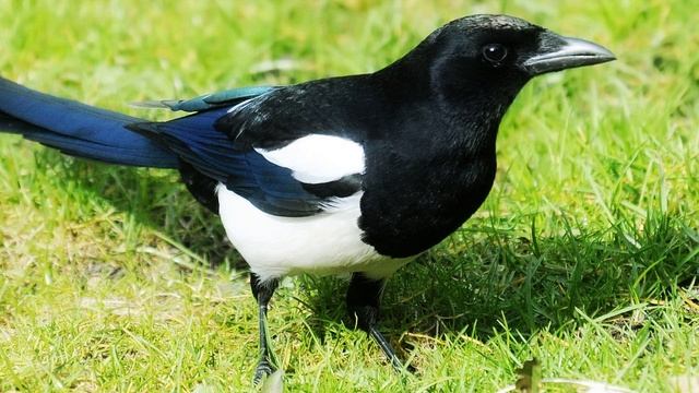 Звук природы. Птицы. Сорока обыкновенная поет в саду