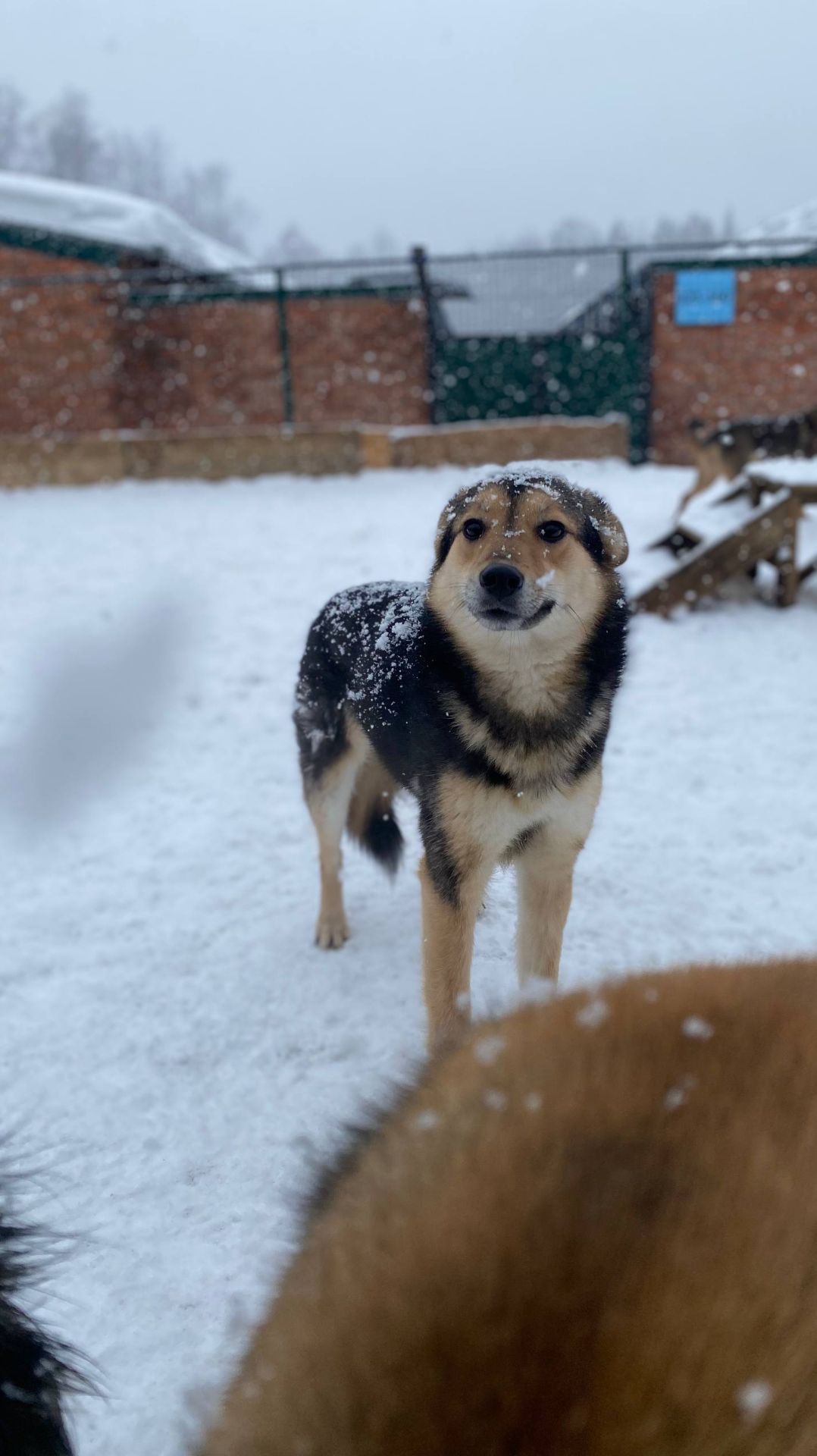 "Весенняя Пчёлка" ❥ Приют в Малинках #приютдляживотных