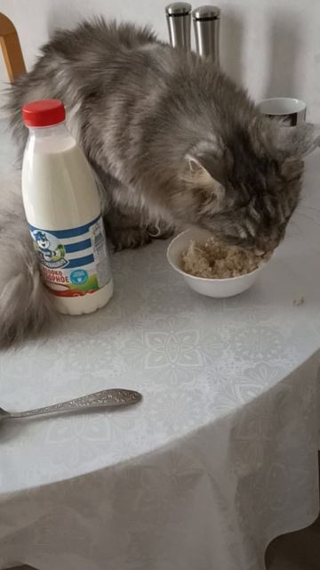 Мейн-кун тырит овсянку