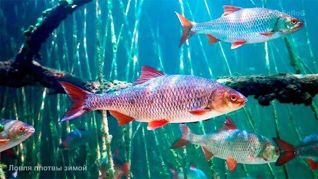 В каких местах водоёма зимой можно поймать Обыкновенную плотву (Common roach) — Rutilus rutilus ?