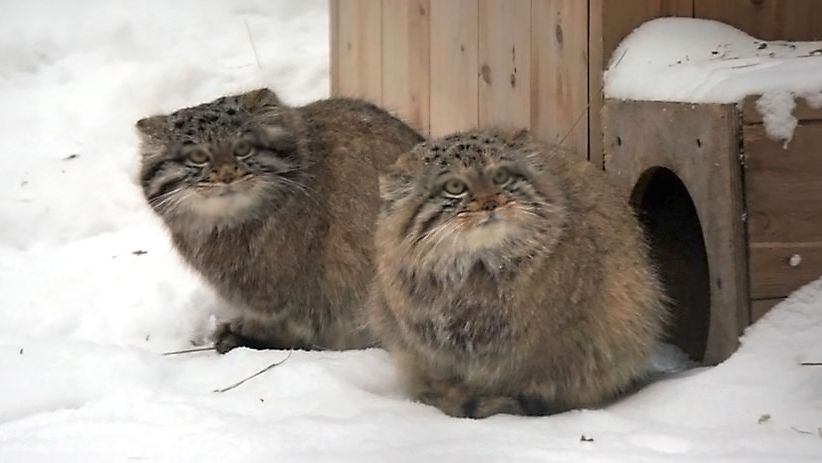 Два котенка мамы Снежинки и Жора с Мией, которые ждут ужин.