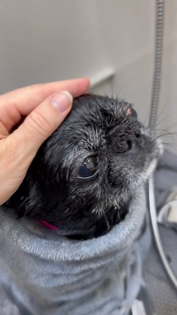 Груминг Брабансон