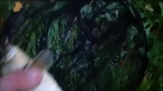 ✔Жирный карась🐟✔