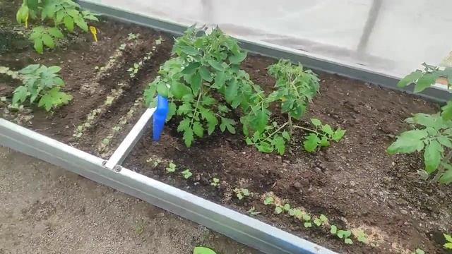 32-Дача._пропылесосили_🤣траву.. а муравьи снова в парнике 😡31.05.22.