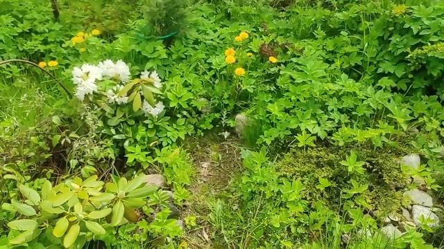 37-Дача..Опыляю вишни🐝🐝🐝Рододендрон белый..06.06.22.