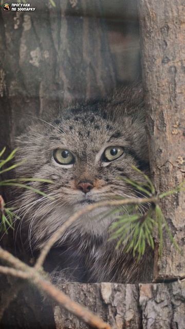 Манул Пепе сидит в засаде и поджидает Шу. Ленинградский зоопарк