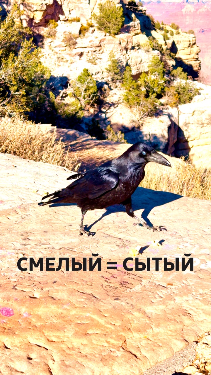 Ворон и Яблоко 🍎 Grand Canyon #arizona