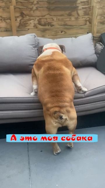 Юмор 5 звезд - #юмор #смешно #ржач #прикол #анекдот #веселоевидео