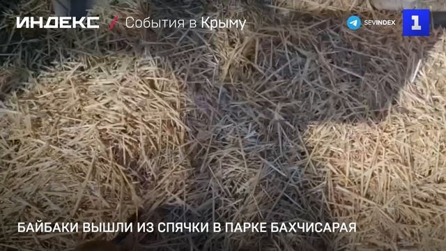 Байбаки вышли из спячки в парке Бахчисарая