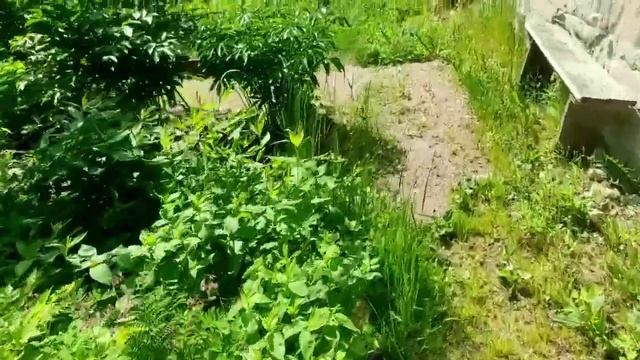 40-Дача..смываю тлю водой..14.06.22