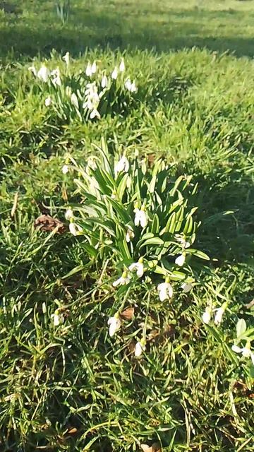 Подснежники в Крыму. Март 2026 года. Мои пчёлы 🐝 тоже любят подснежники.