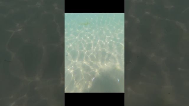 Подводная съёмка в Чёрном море Краб