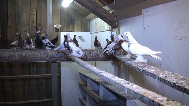 Беседы о голубях. ч. 5