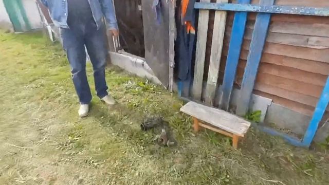 ГАЗ-51.После  простоя . завелся .поехал 250 км своим ходом!! (7)