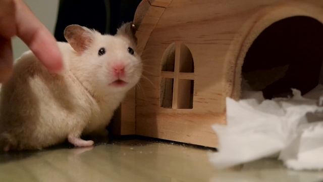 Расслабляющее поглаживание хомяка