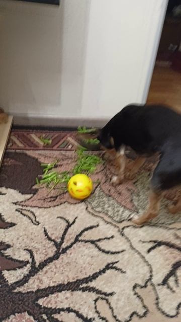 Пес, воспитанный кроликами, или Баскервиль ест укроп 🤣