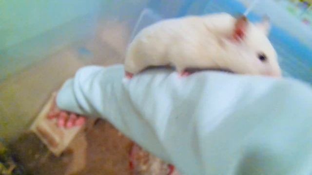 Хомяк не хочет возвращаться в клетку 😂