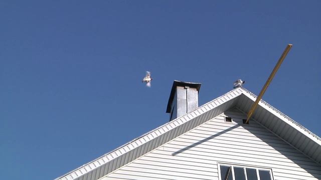 Голуби.31.07.2014