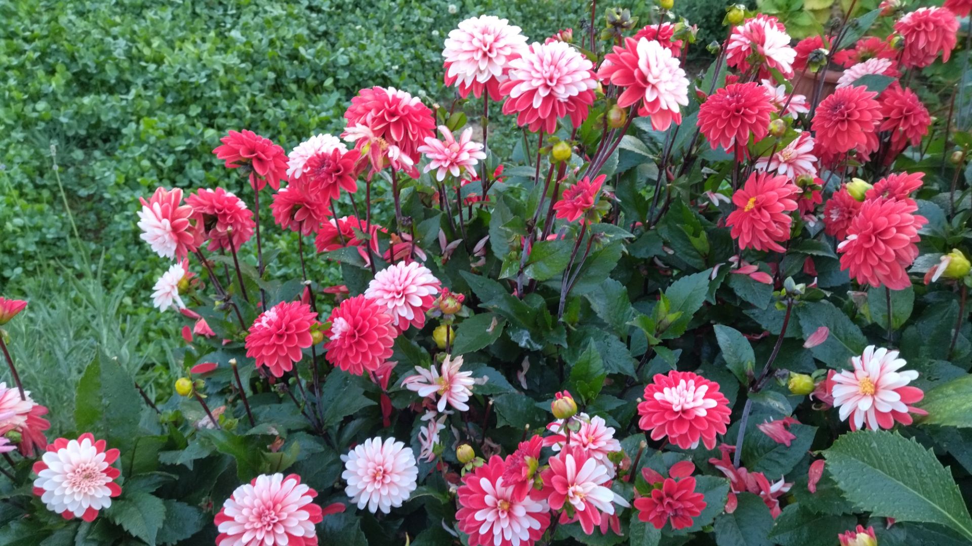 Георгины на проращивание