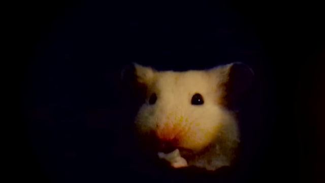 Хомяк ест в кармане [замедленная съемка]