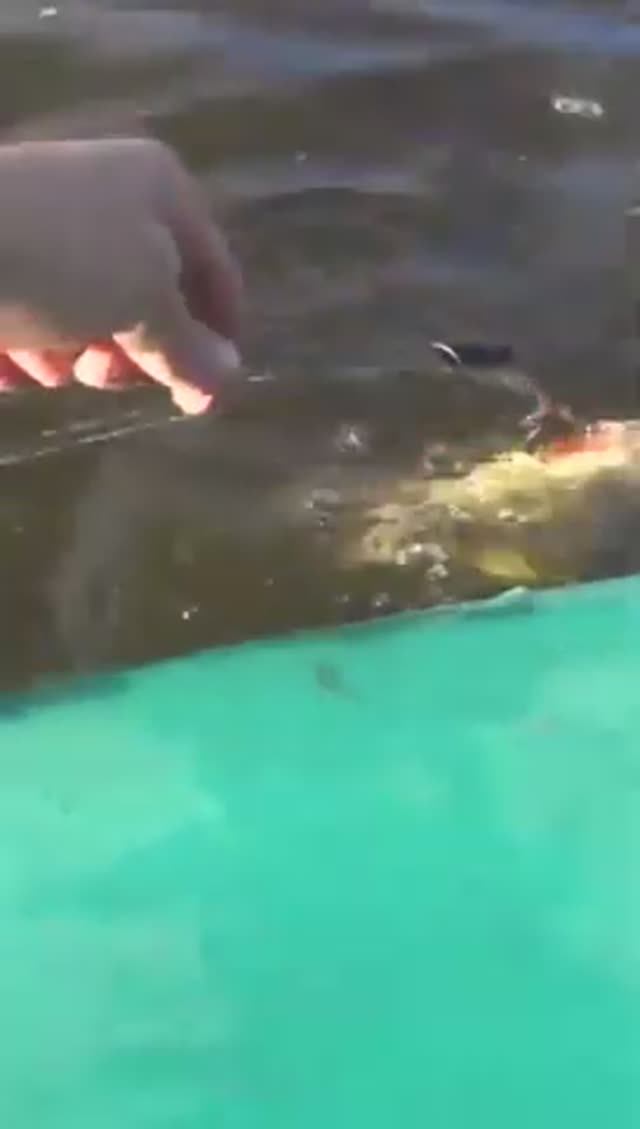 Окунёк! shorts!