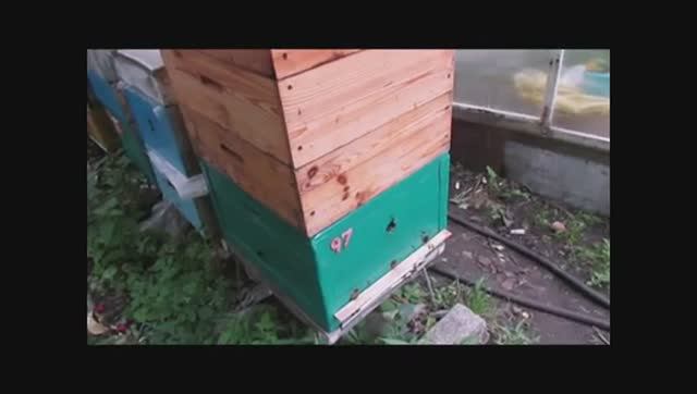 ответы на вопросы - выбор улья на пасеке , разные системы ульев ( видео из архива )