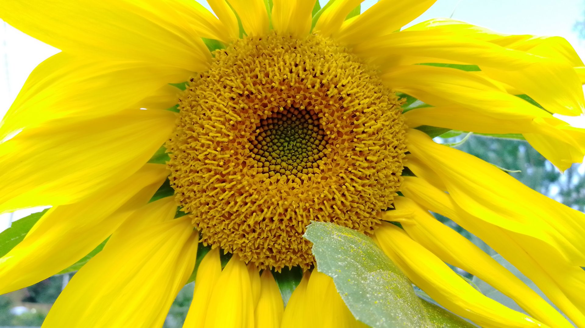 "Муха Цокотуха"