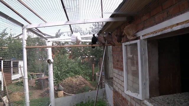 Беседы о голубях. ч. 7