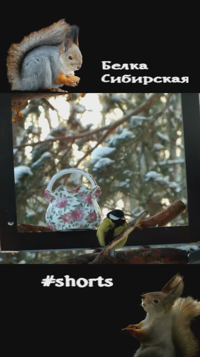 Кормушка картина на рассвете