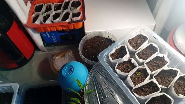 7 марта. Перчики подрастают. Новые посевы и всходы.