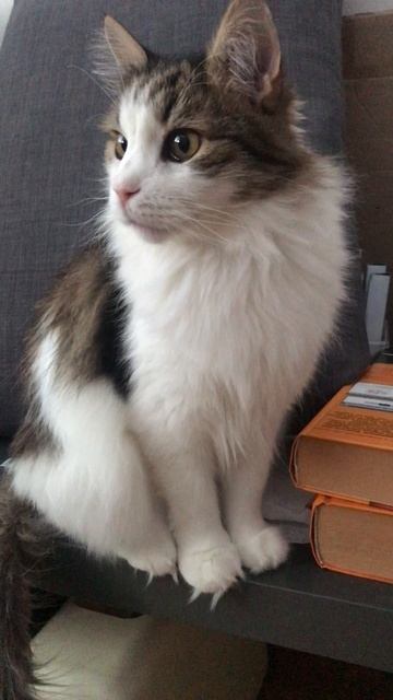 Кот Мася удивлен❓