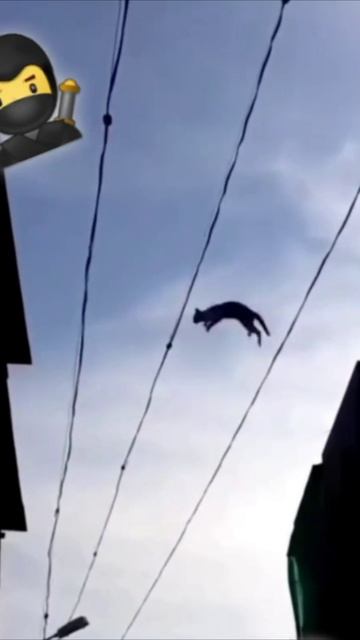 Смешные коты #114-1