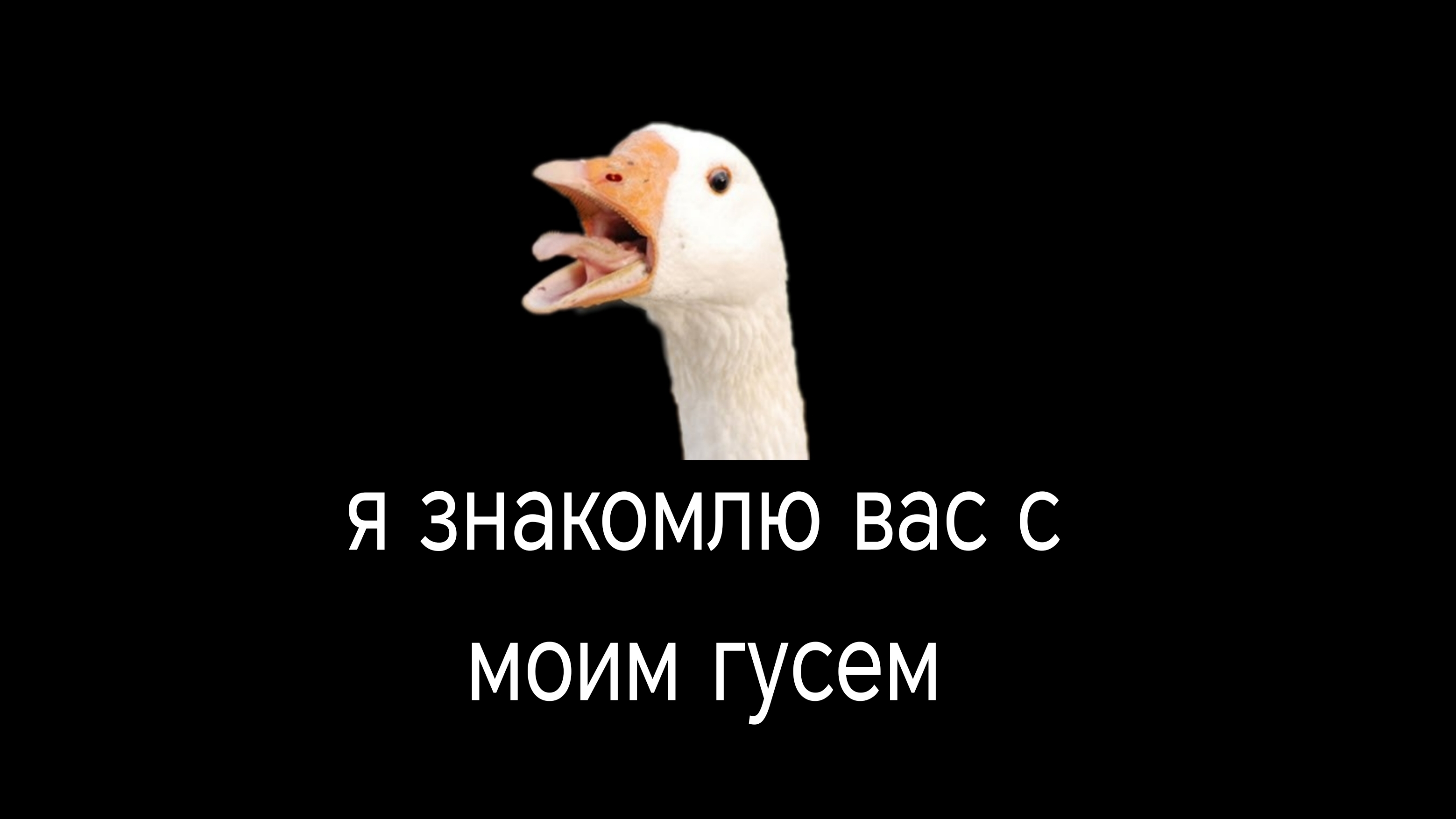 я знакомлю вас с гусем
