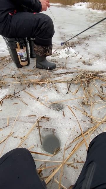 Крупная плотва на безмотылку. Спасибо за подписку на канал. #рыбалка #зимняярыбалка #зима