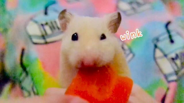 Хомяк ест морковку [замедленная съемка]