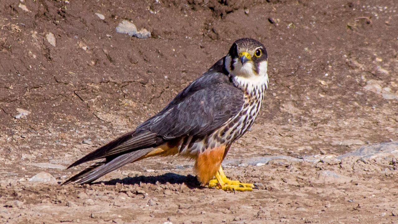 Чеглок - Птицы России - Фильм 74