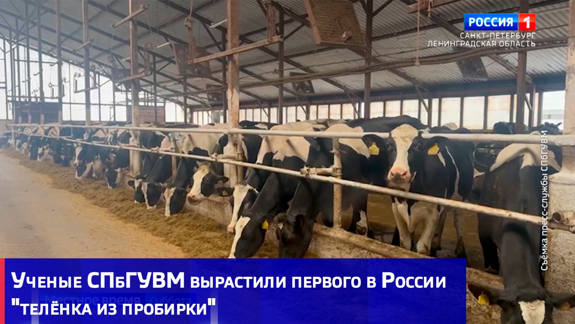 Ученые СПбГУВМ вырастили первого в России "телёнка из пробирки"