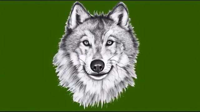 Волчья морда 4_encoded