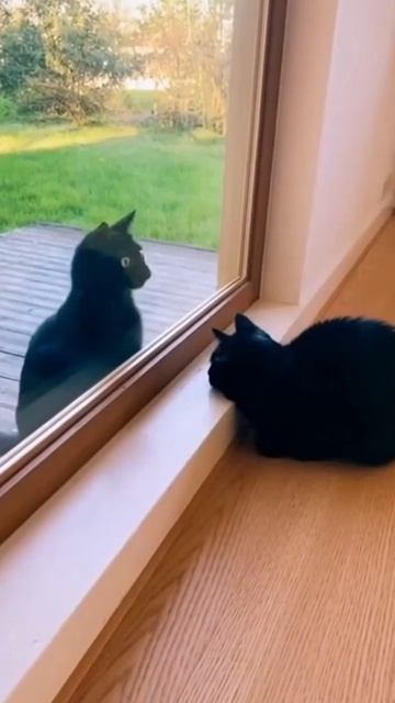 Что-то странное за окном 😹