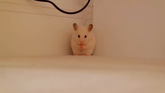 Хомяк в свободном выгуле (бегает очень быстро!)