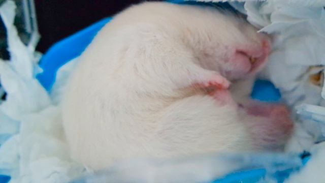 🌛 Сонный Хэм (－ω－) zzZ