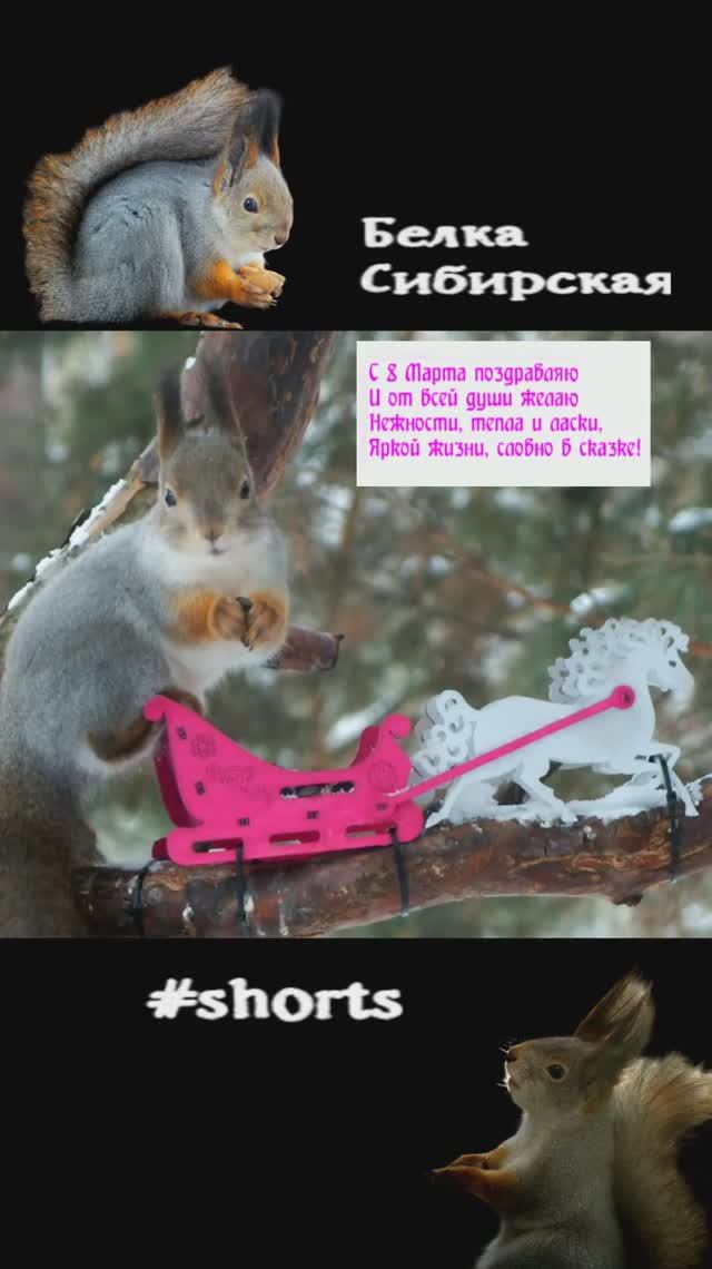 Белка с 8 марта