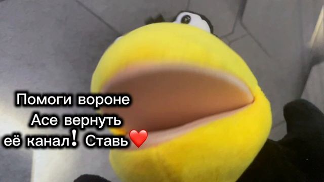 Дети, спасайте ворону Асю!