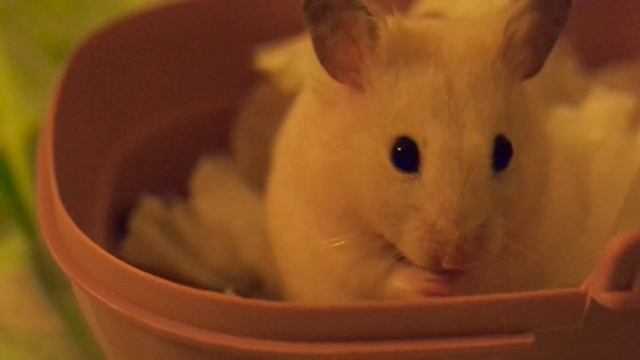 Ваниль такая милая