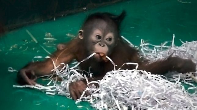 Мама Мишел обедает, а дочка Бушель хочет понять, что там ест мама!