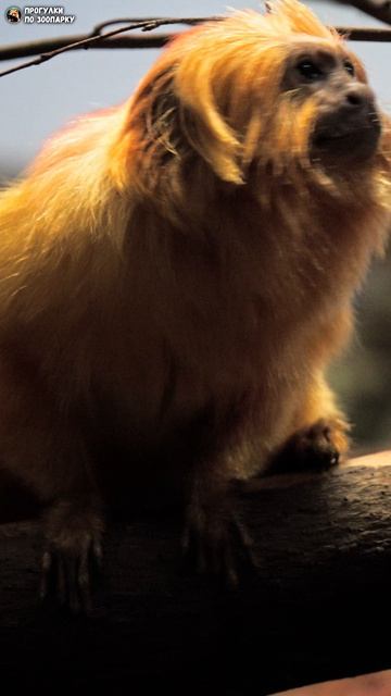 Львиная игрунка. Новосибирский зоопарк