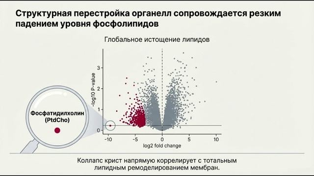 Модуляция оси «BRD4-Mediator-Complex III»: инновационная стратегия управления клеточным метаболизмом