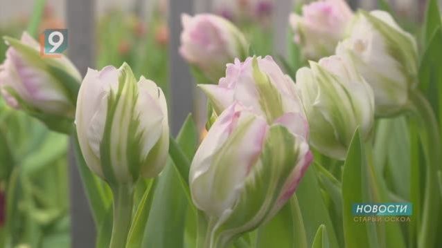 Новости Старого Оскола от 6 марта